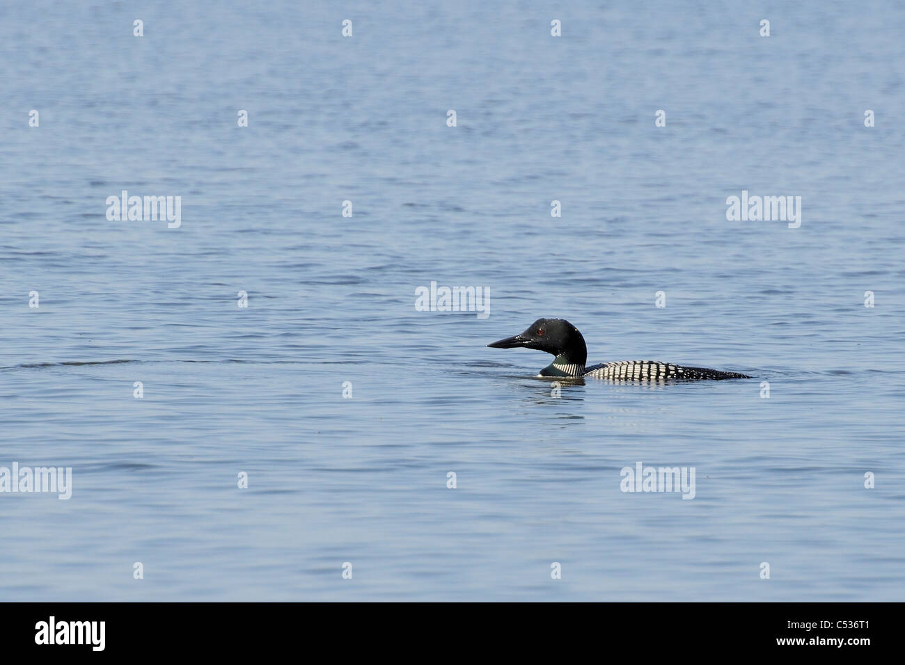 A pair of Common Loons hunt and fish in Flotten lake, Meadow Lake ...