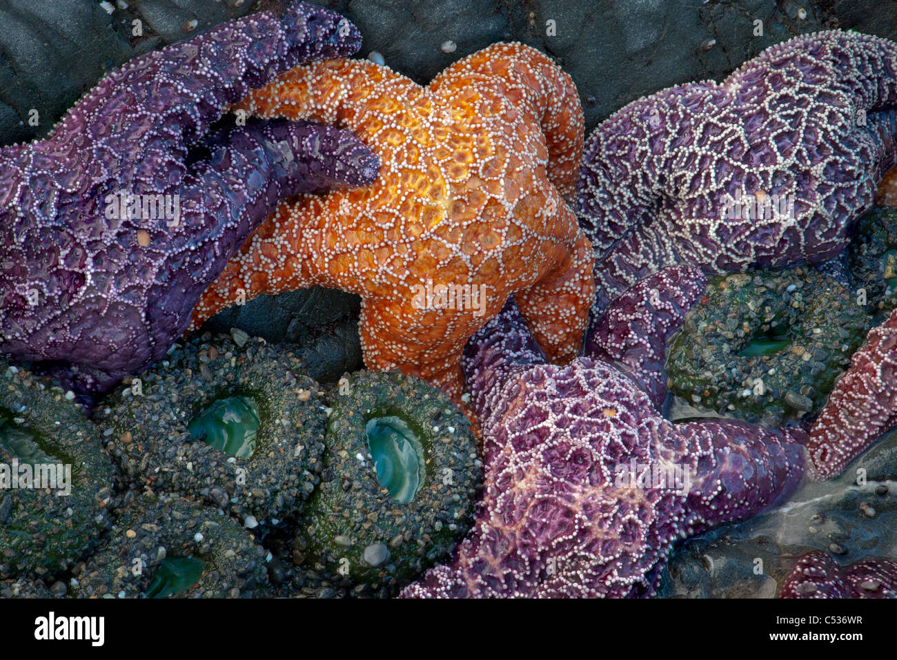 ochre star (Pisaster ochraceus) and green sea anemone, Ruby Beach ...