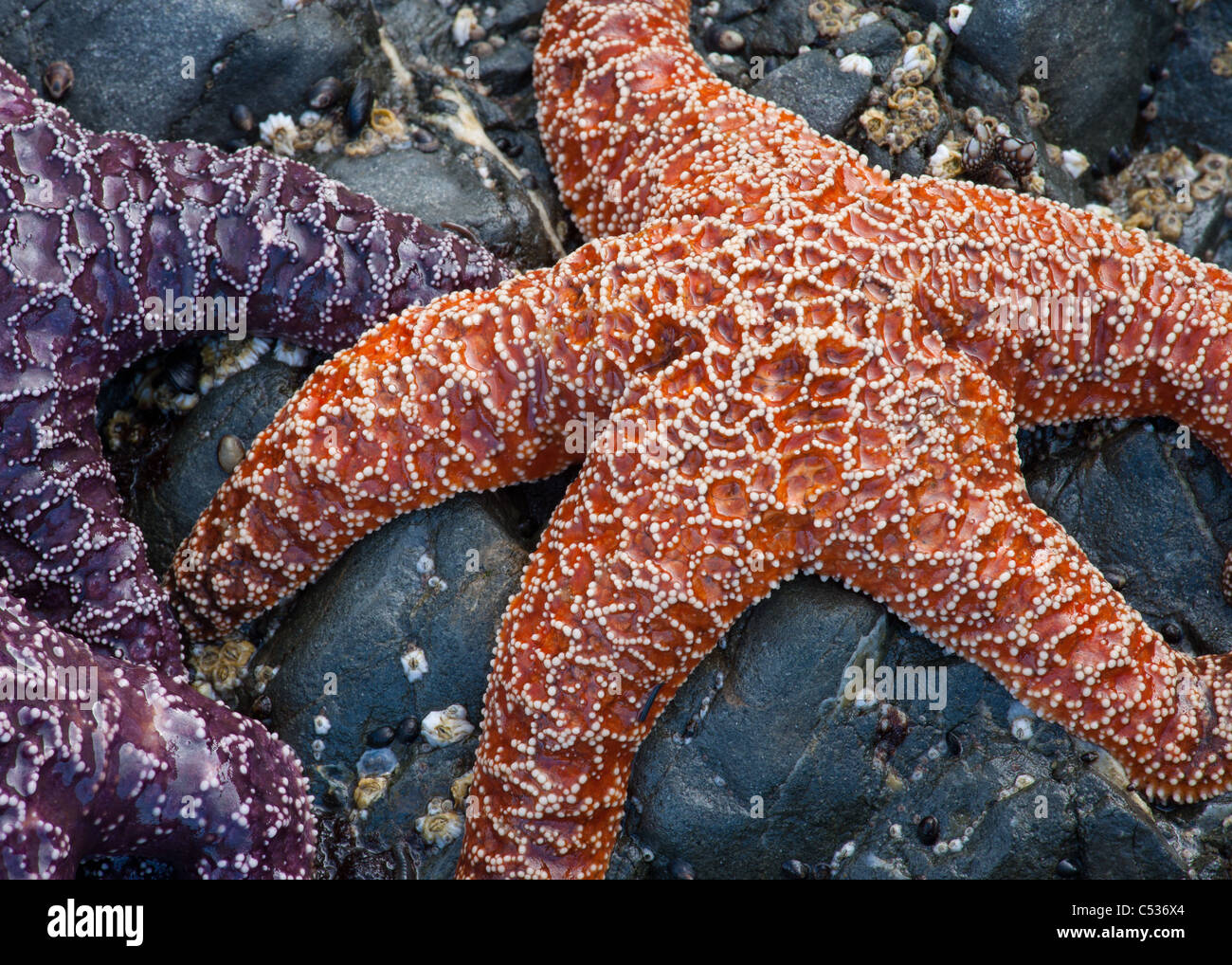 ochre star, Pisaster ochraceus, Ruby Beach, Olympic National Park ...
