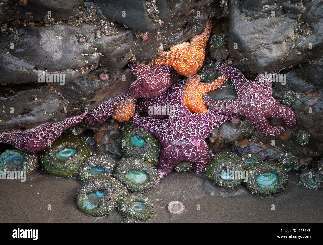 ochre star (Pisaster ochraceus) and green sea anemone, Ruby Beach ...