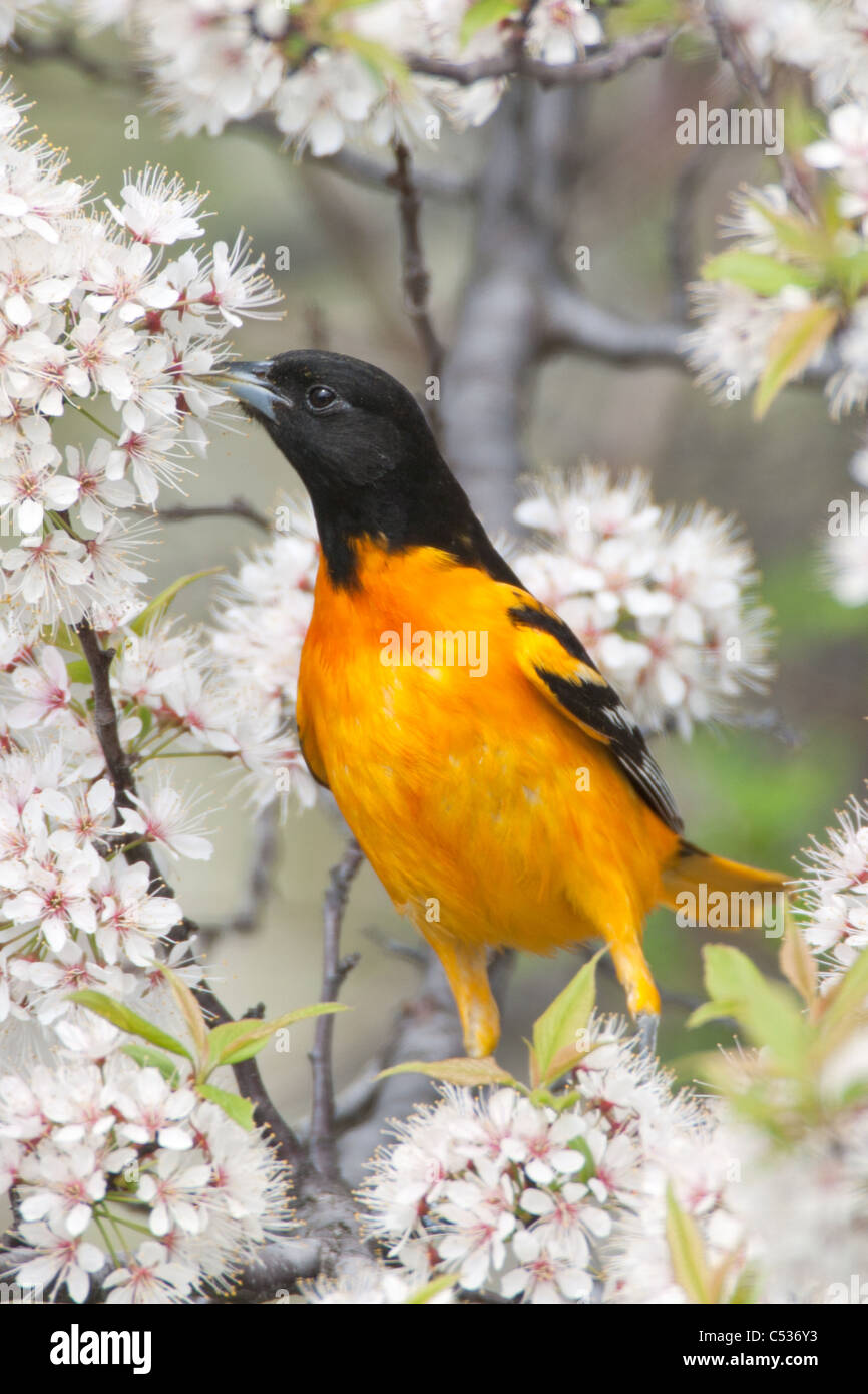 Baltimore Oriole Feeding on Cherry Blossoms - vertical Stock Photo - Alamy