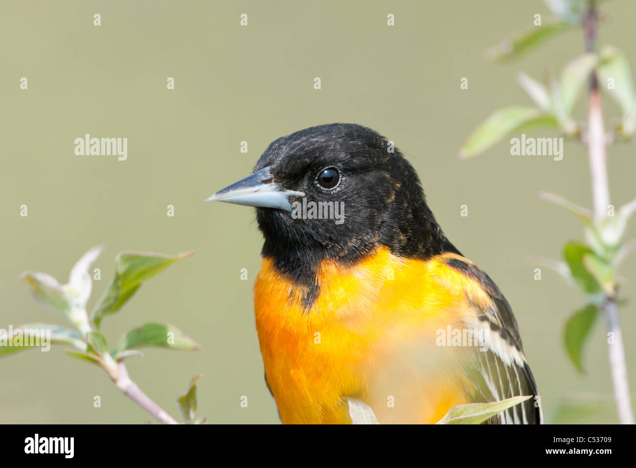Oriole birds hi-res stock photography and images - Alamy