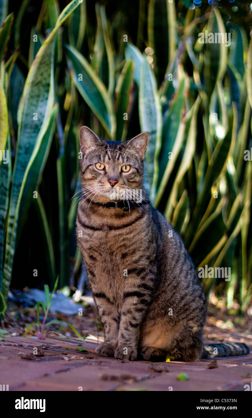 Friday is a proud cat Stock Photo - Alamy