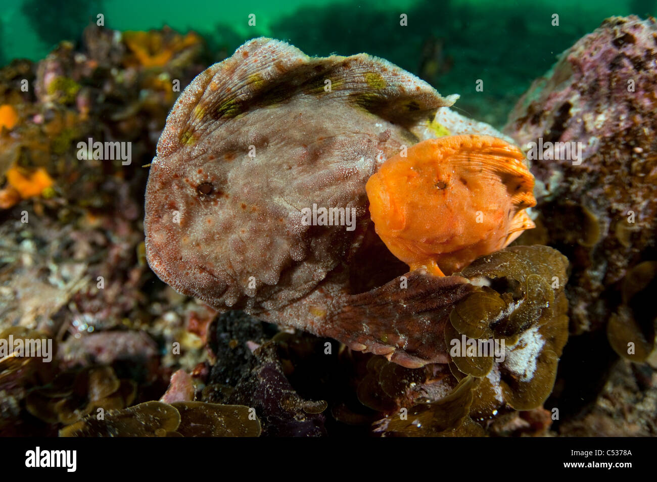 A pair of Warty Prowfish (Aetapcus maculatus) rests underneath the ...