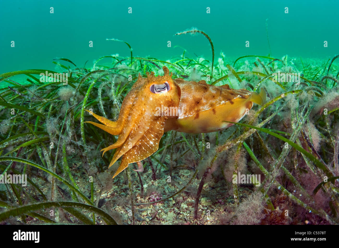 Juvenile Giant Cuttlefish (Sepioloidea lineolata) hunts underneath the ...