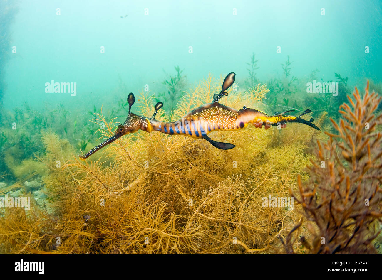 A Weedy or Common Sea Dragon (Phyllopteryx taeniolatus) swims among the ...