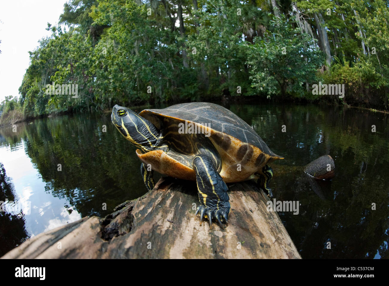 Suwannee river pseudemys concinna suwanniensis hi-res stock photography ...