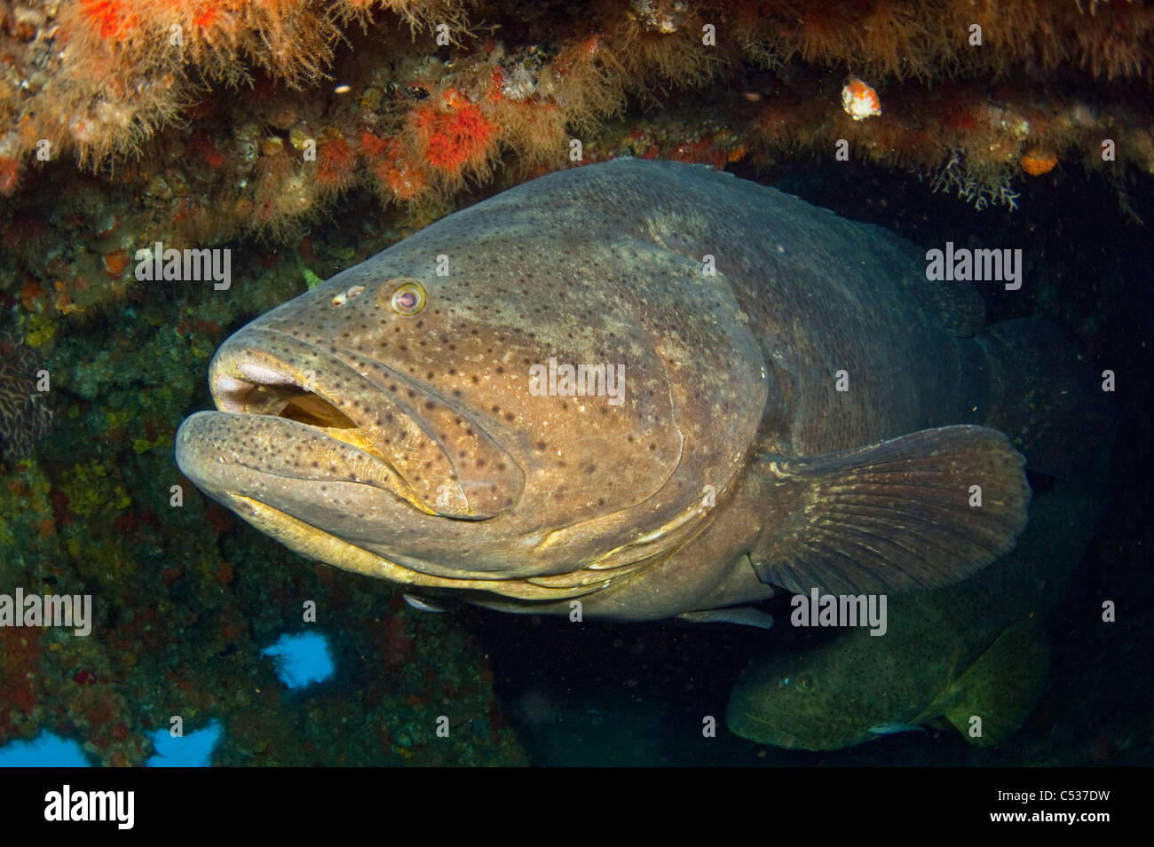 Goliath grouper Epinephelus itajara photographed underwater offshore ...