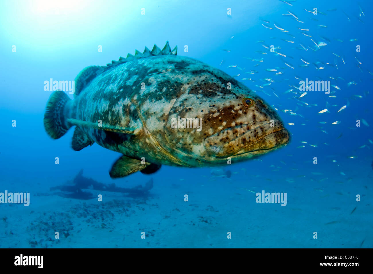 Grouper spawning hi-res stock photography and images - Alamy