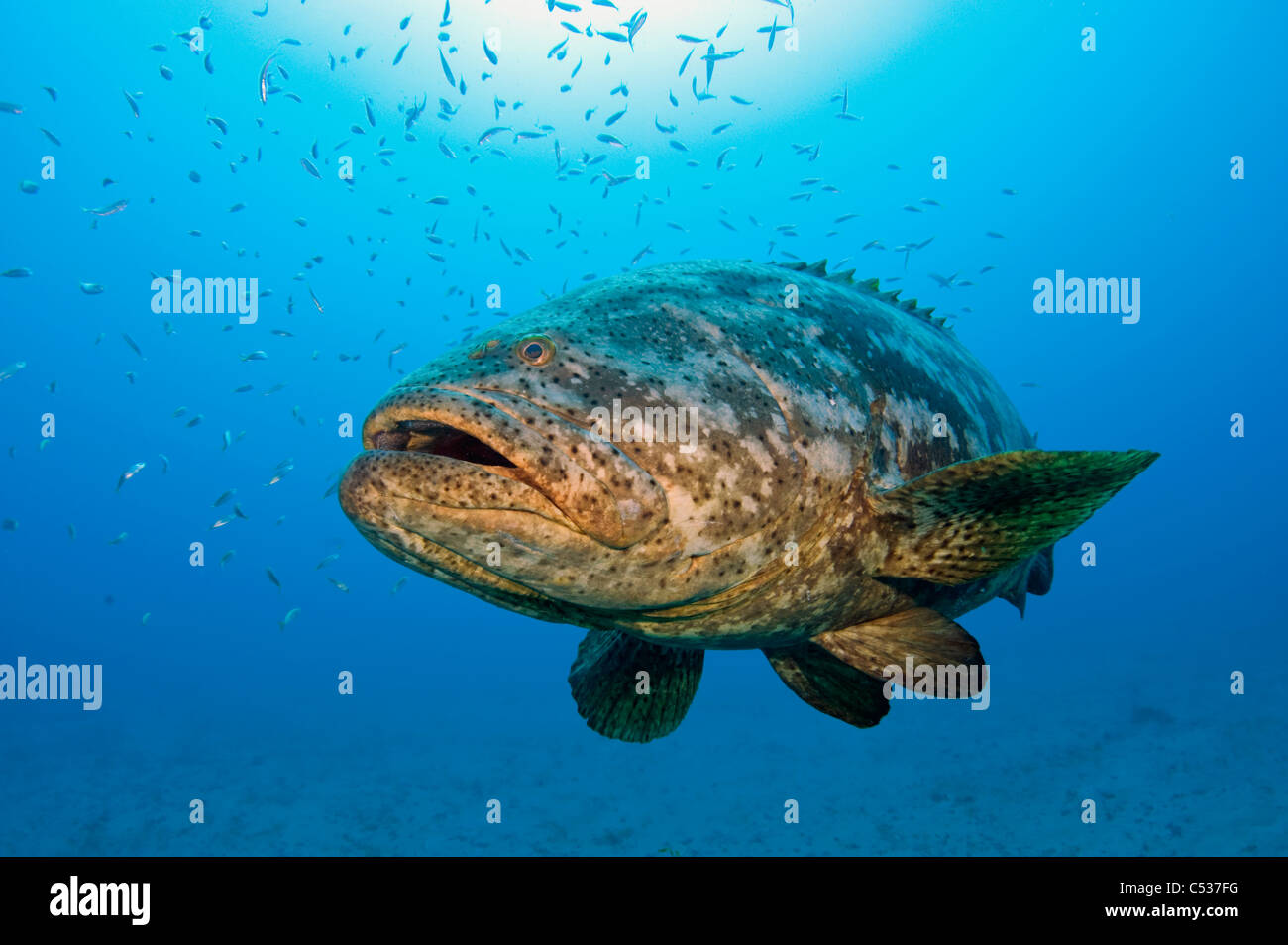 Grouper spawning hi-res stock photography and images - Alamy