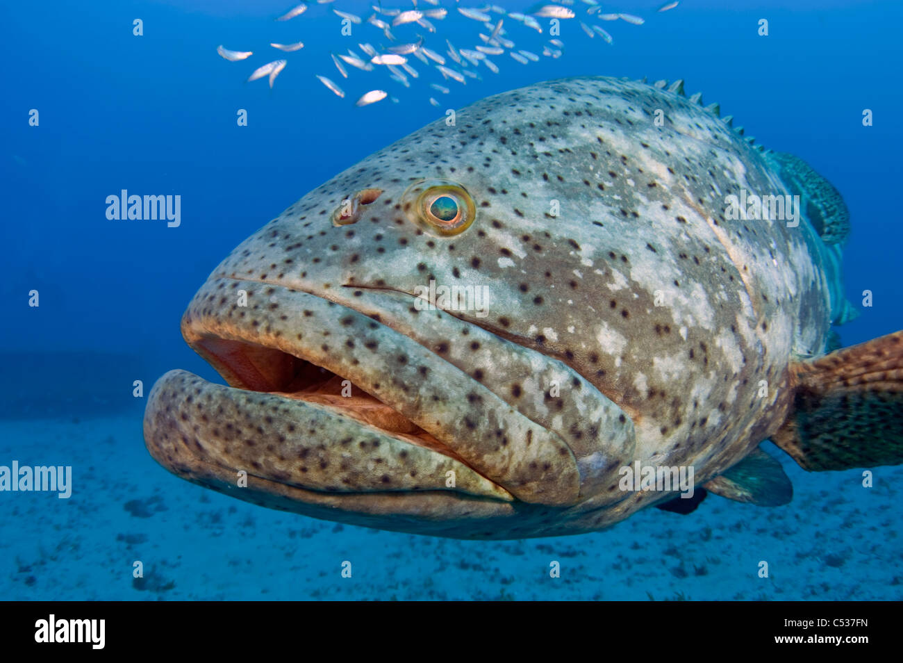 Goliath grouper Epinephelus itajara photographed underwater offshore ...