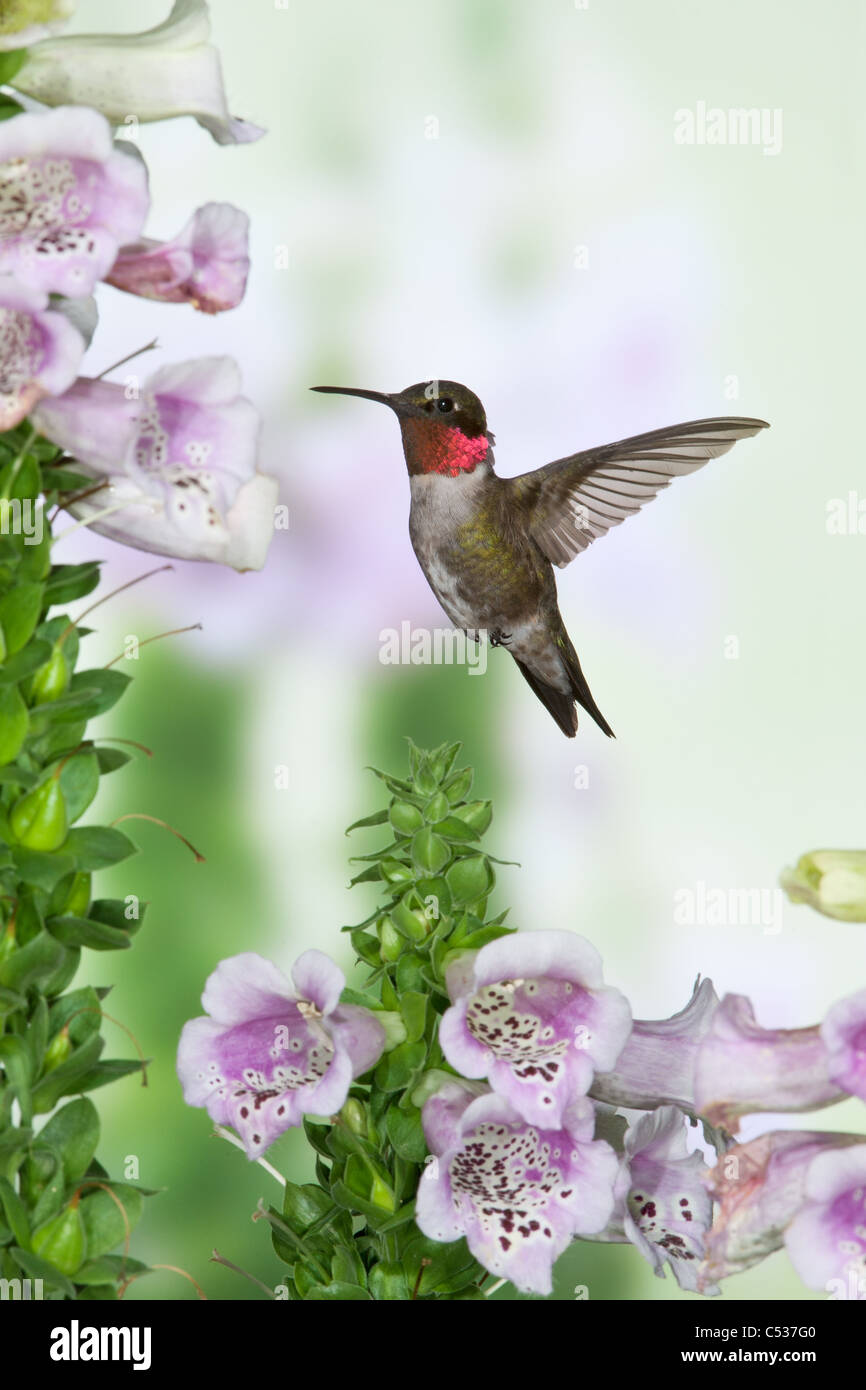 Ruby-throated Hummingbird in Foxglove Blossoms - vertical Stock Photo ...
