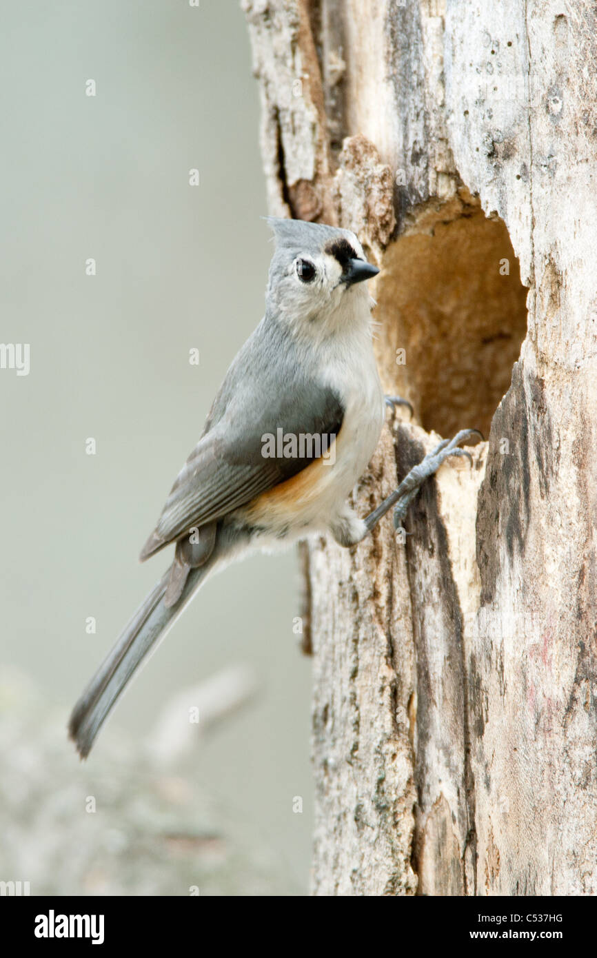 Titmouse nest hi-res stock photography and images - Alamy