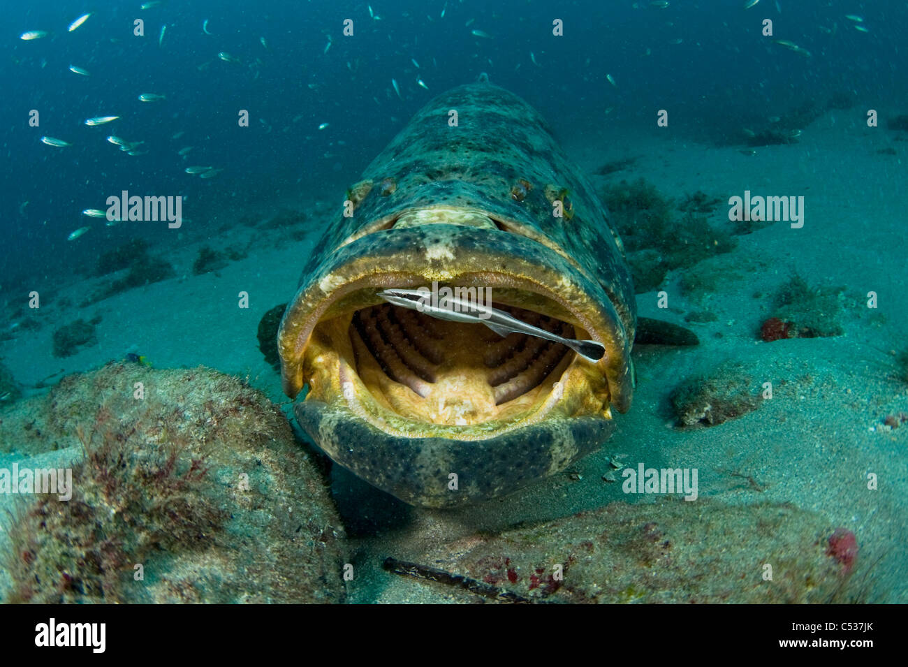 Goliath grouper Epinephelus itajara photographed underwater offshore ...