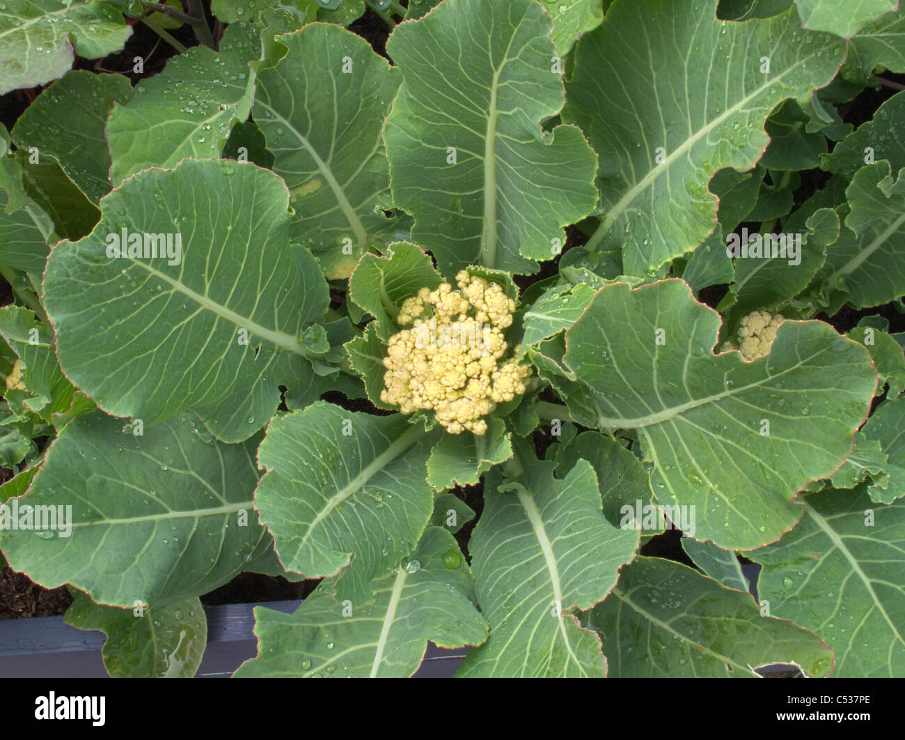 A cauliflower starting to grow within its protective leaves Stock Photo ...