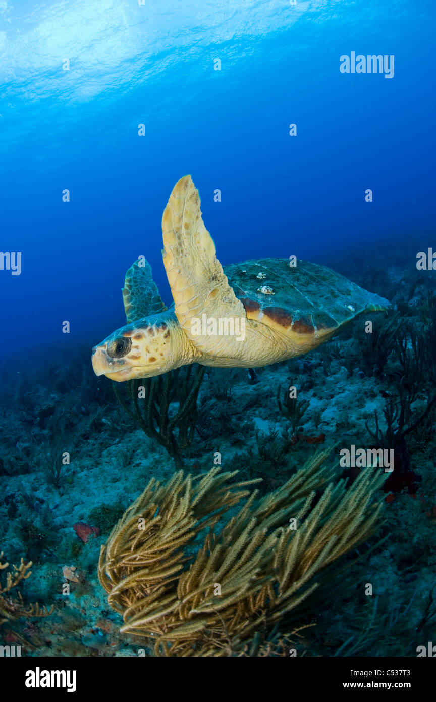 Loggerhead Sea Turtle (Caretta caretta) in Palm Beach County, FL Stock ...