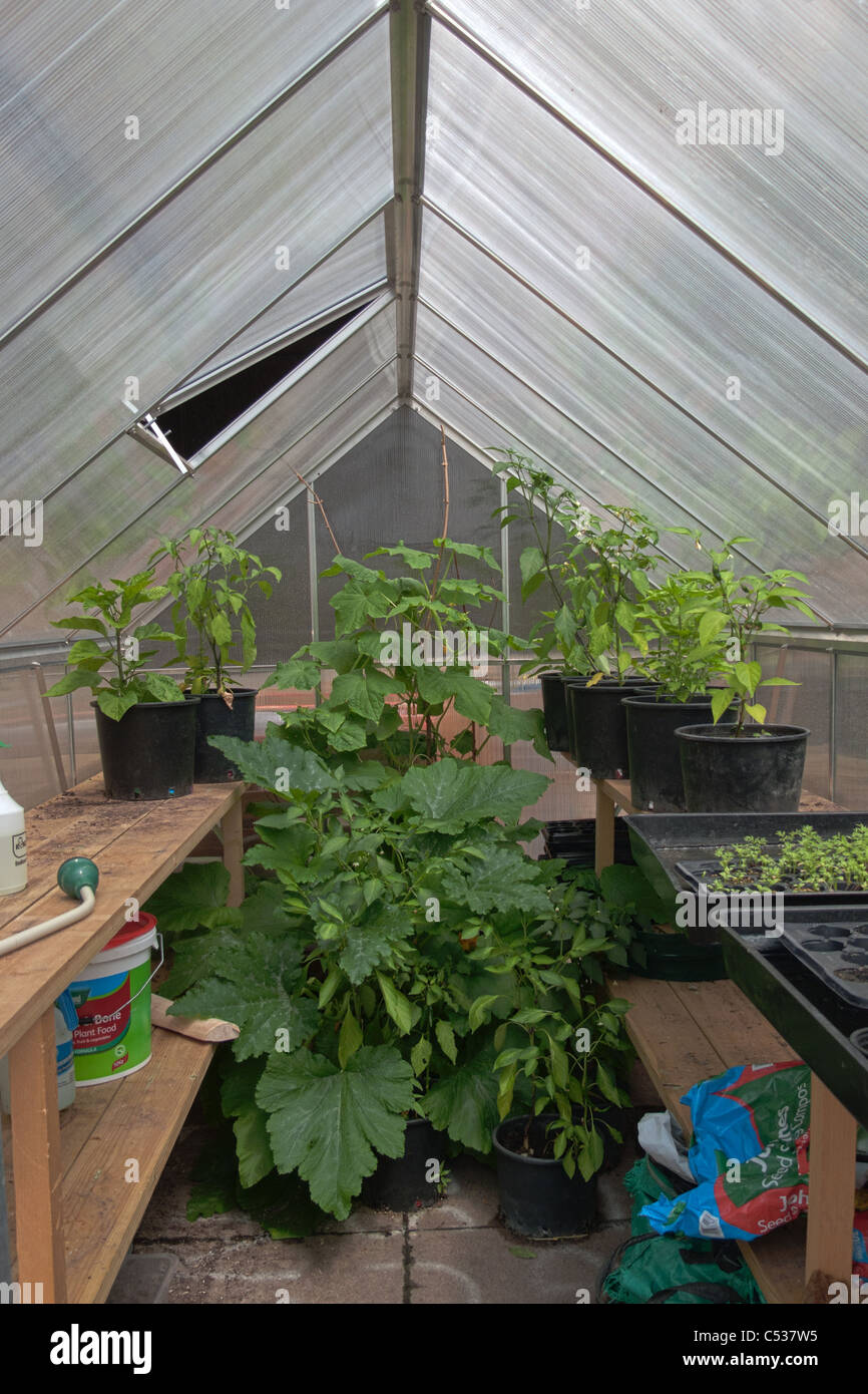 Plants and vegetables growing inside a greenhouse Stock Photo - Alamy