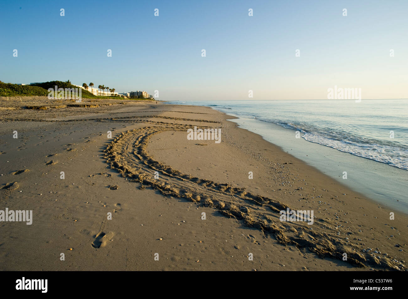Loggerhead Sea turtle (Caretta caretta) tracks, egg shells and nests on ...