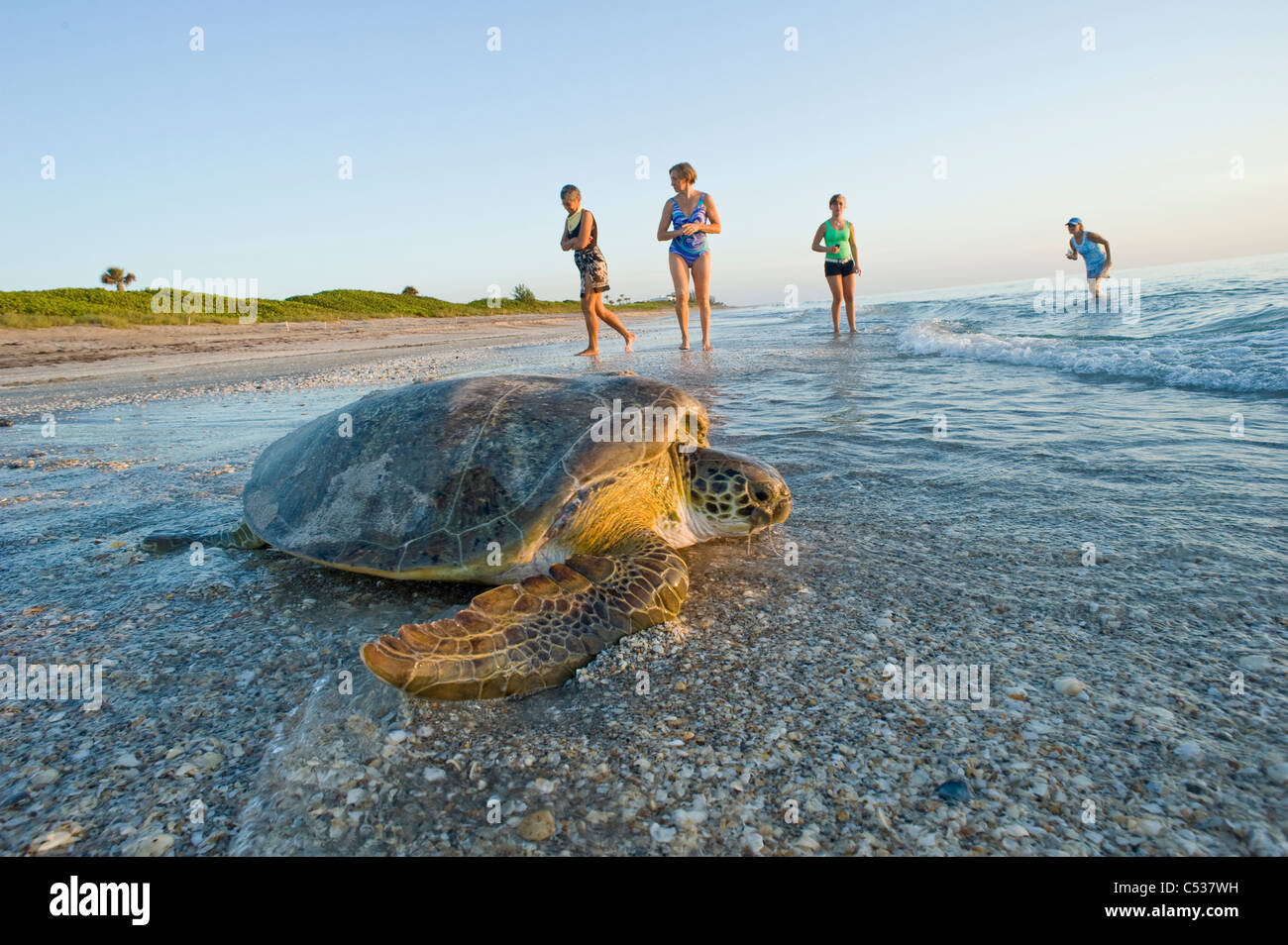 Female Green Sea Turtle (Chelonia mydas) returning to the ocean after ...