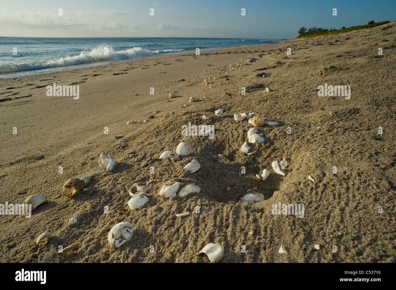 Loggerhead Sea turtle (Caretta caretta) tracks, egg shells and nests on ...