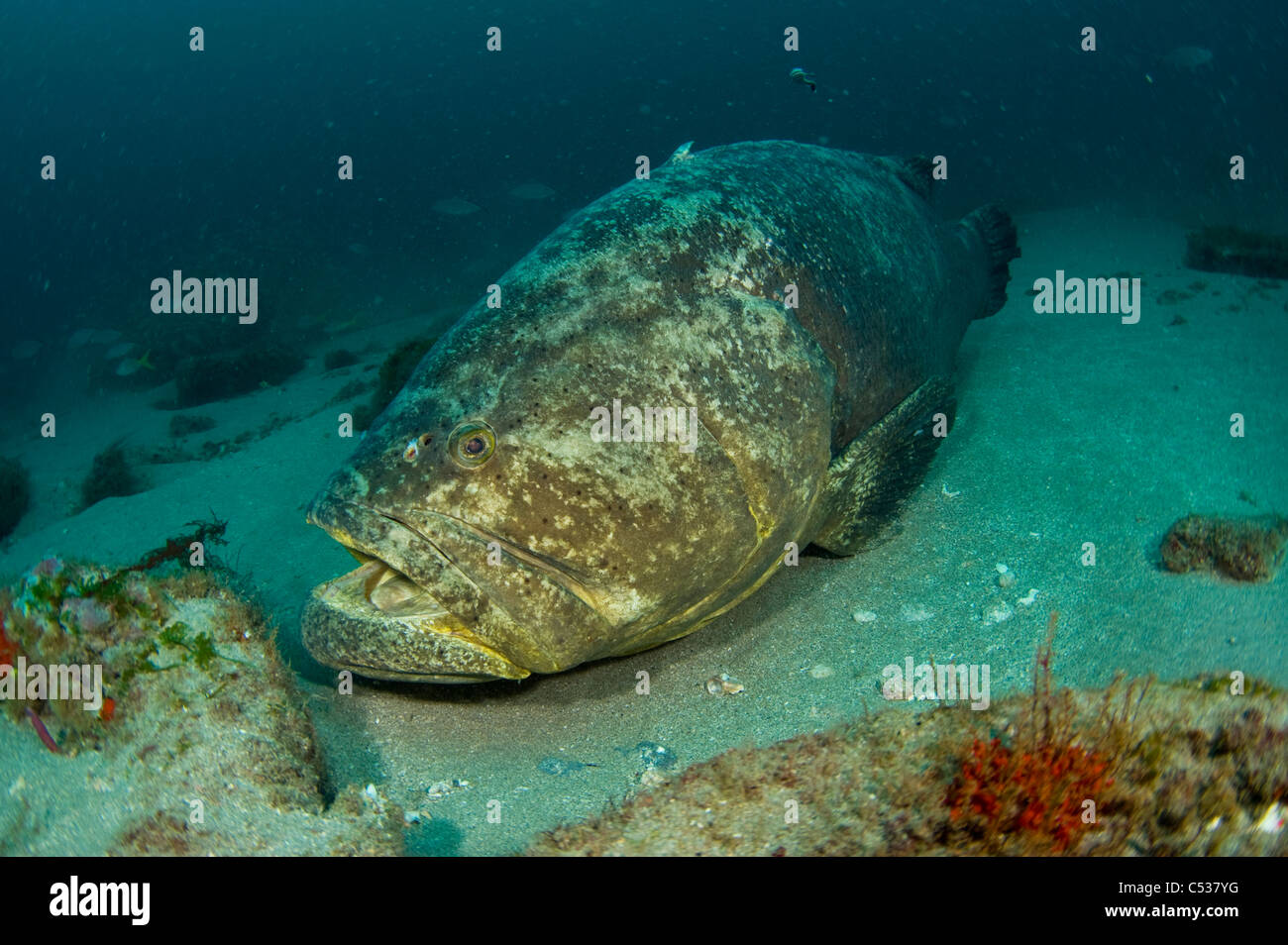 Goliath grouper Epinephelus itajara photographed underwater offshore ...