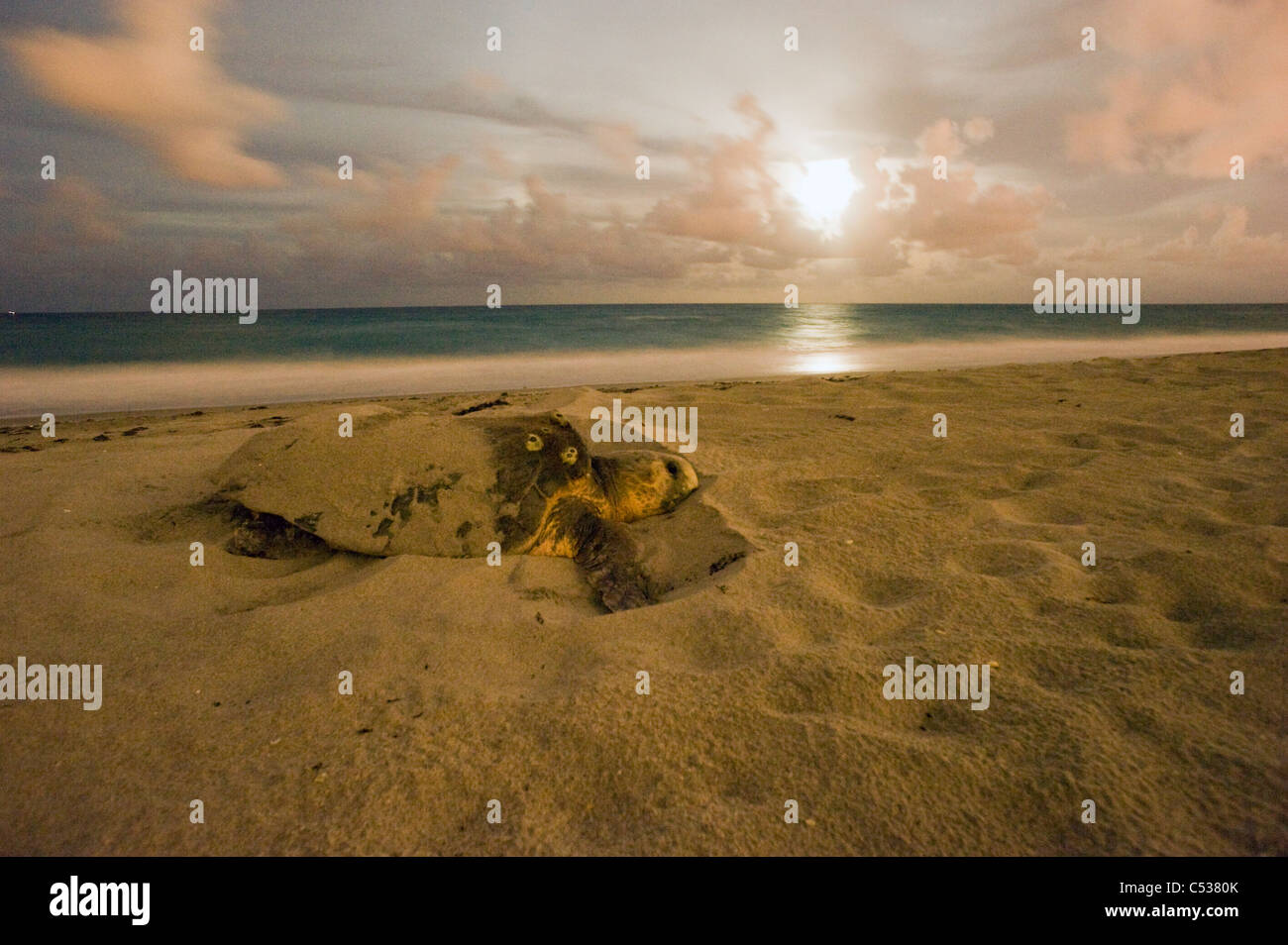 Female Loggerhead Sea Turtle (Caretta caretta) nesting in Juno Beach ...