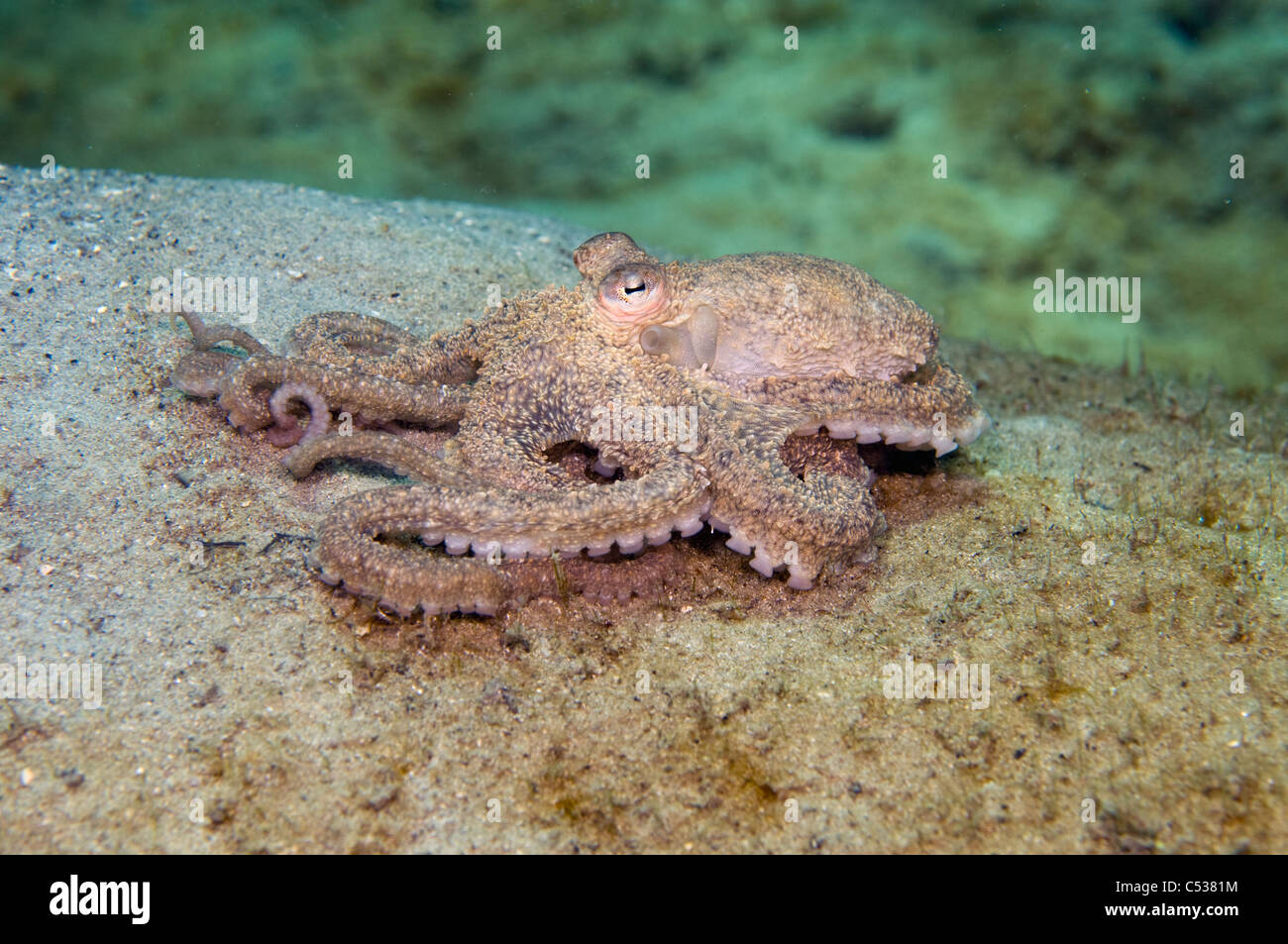 Caribbean Long Arm Octopus (Octopus defilippi) photographed in Singer ...