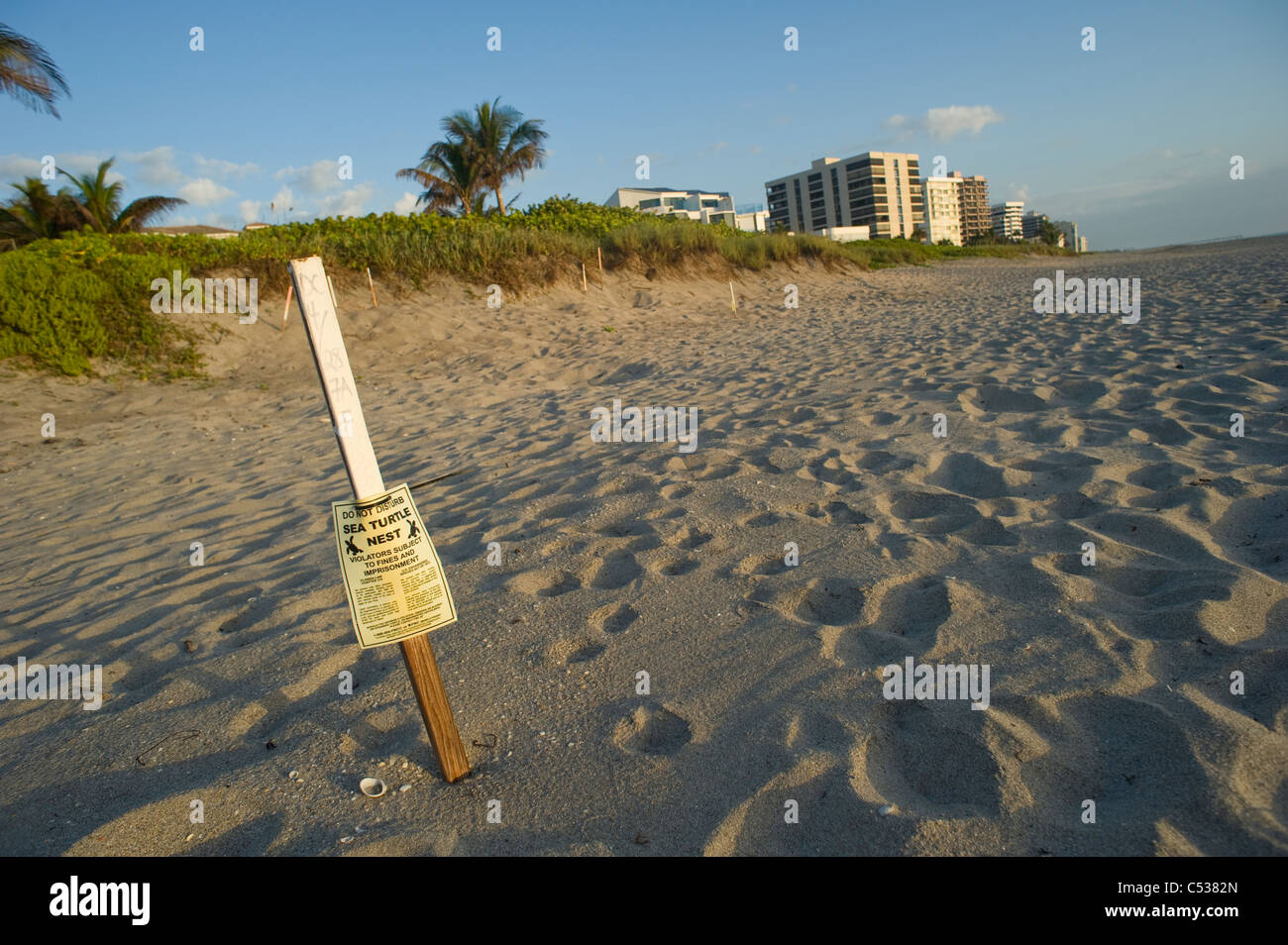 Loggerhead Sea turtle (Caretta caretta) tracks, egg shells and nests on ...