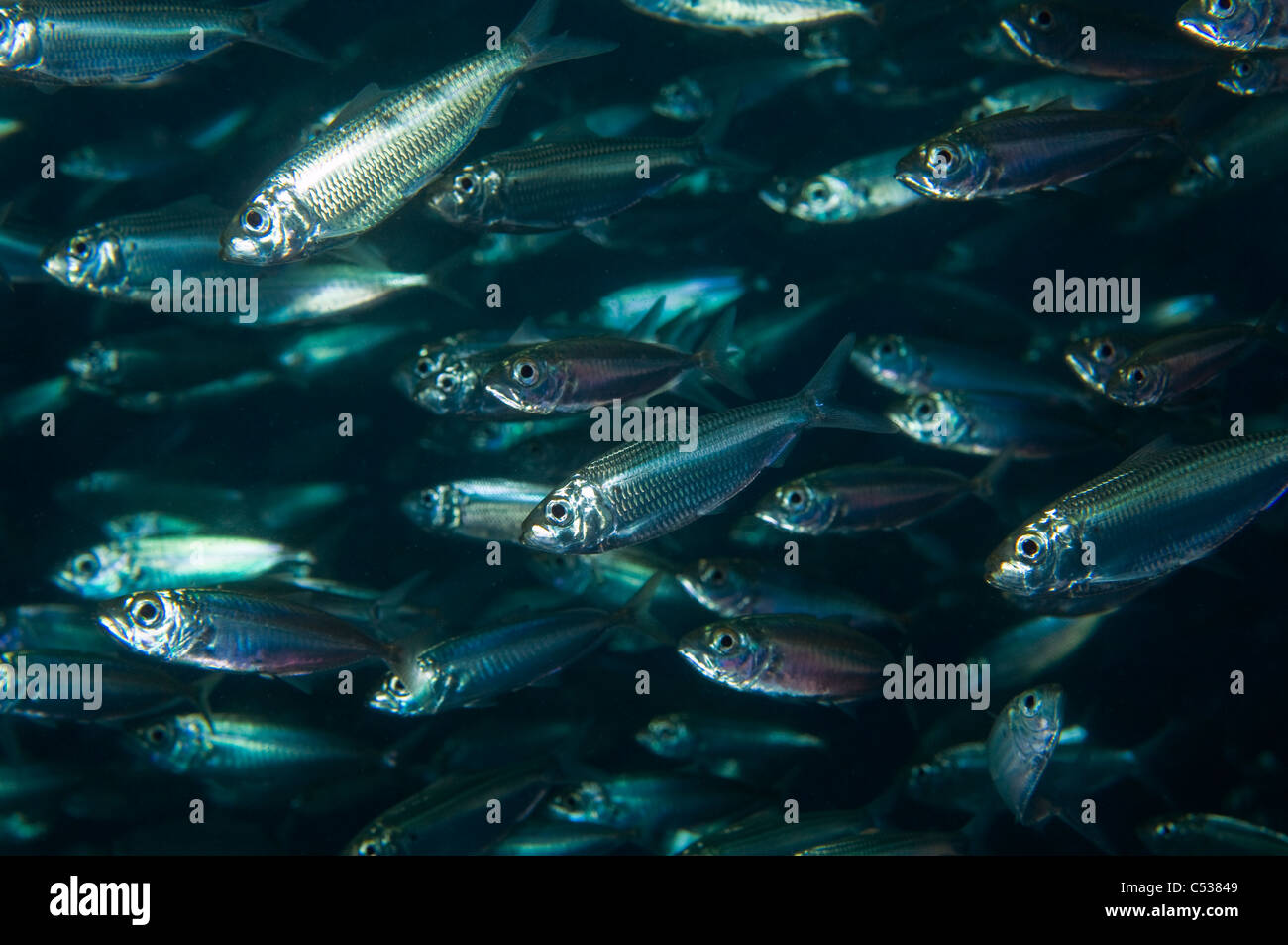 Scaled sardine Harengula Jaguana schooling in the Palm Beach Inlet, FL ...