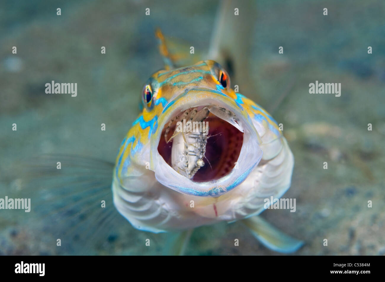Sand Perch (Diplectrum formosum) eating a crab near the Blue Heron ...