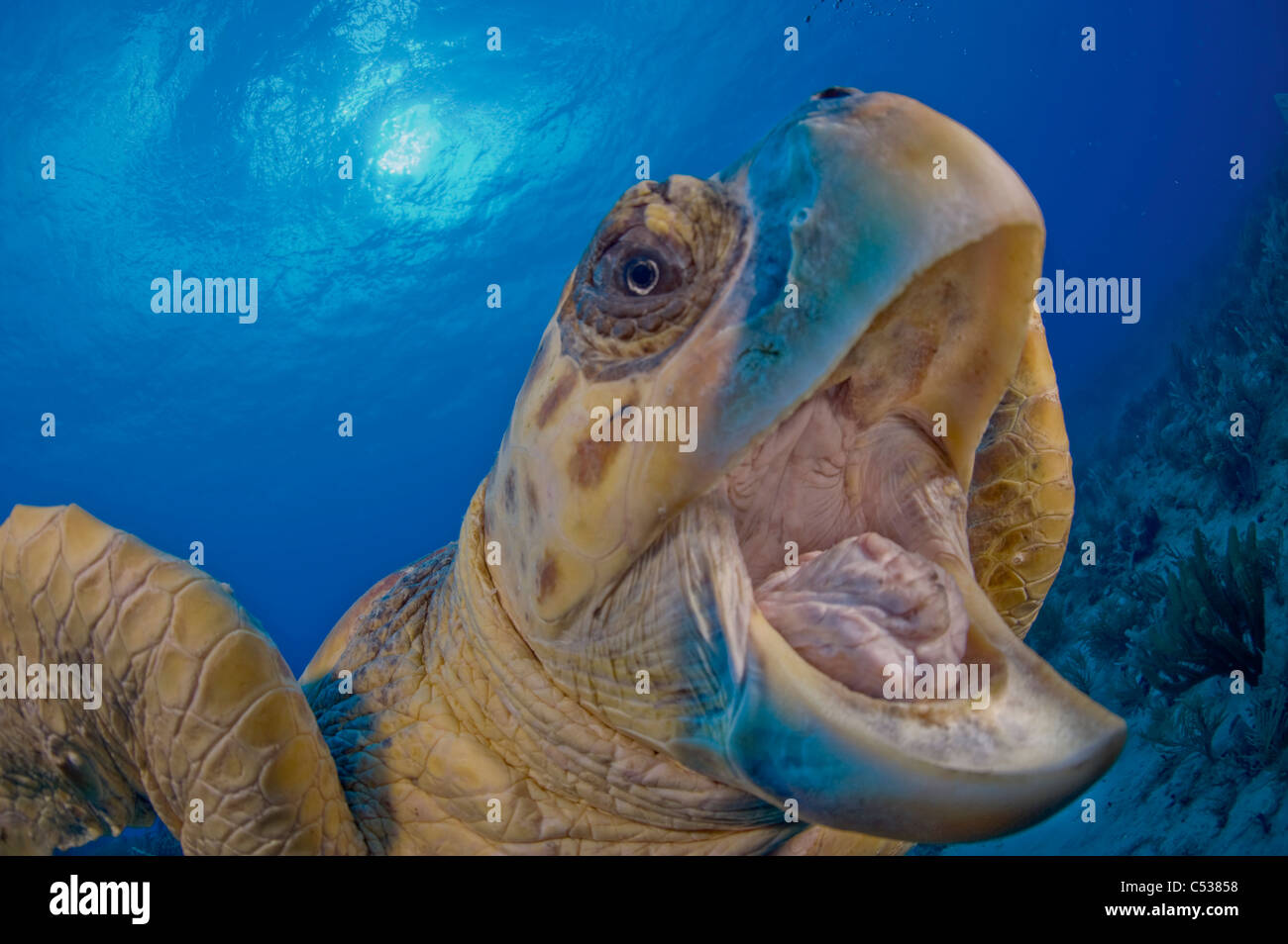 Endangered Loggerhead Sea Turtle (Caretta caretta) underwater in Palm ...
