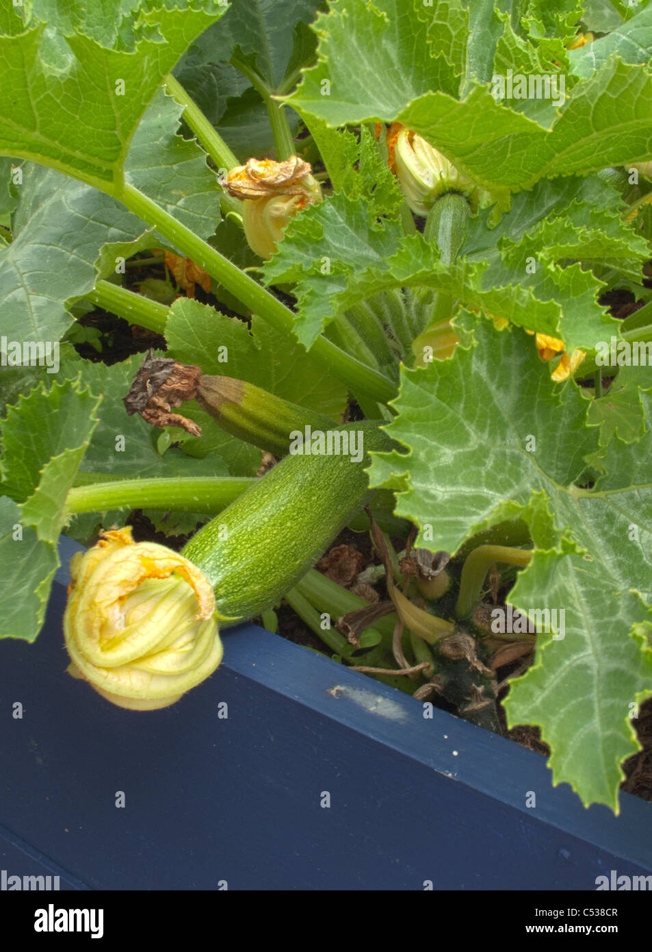 Courgette plant hi-res stock photography and images - Alamy