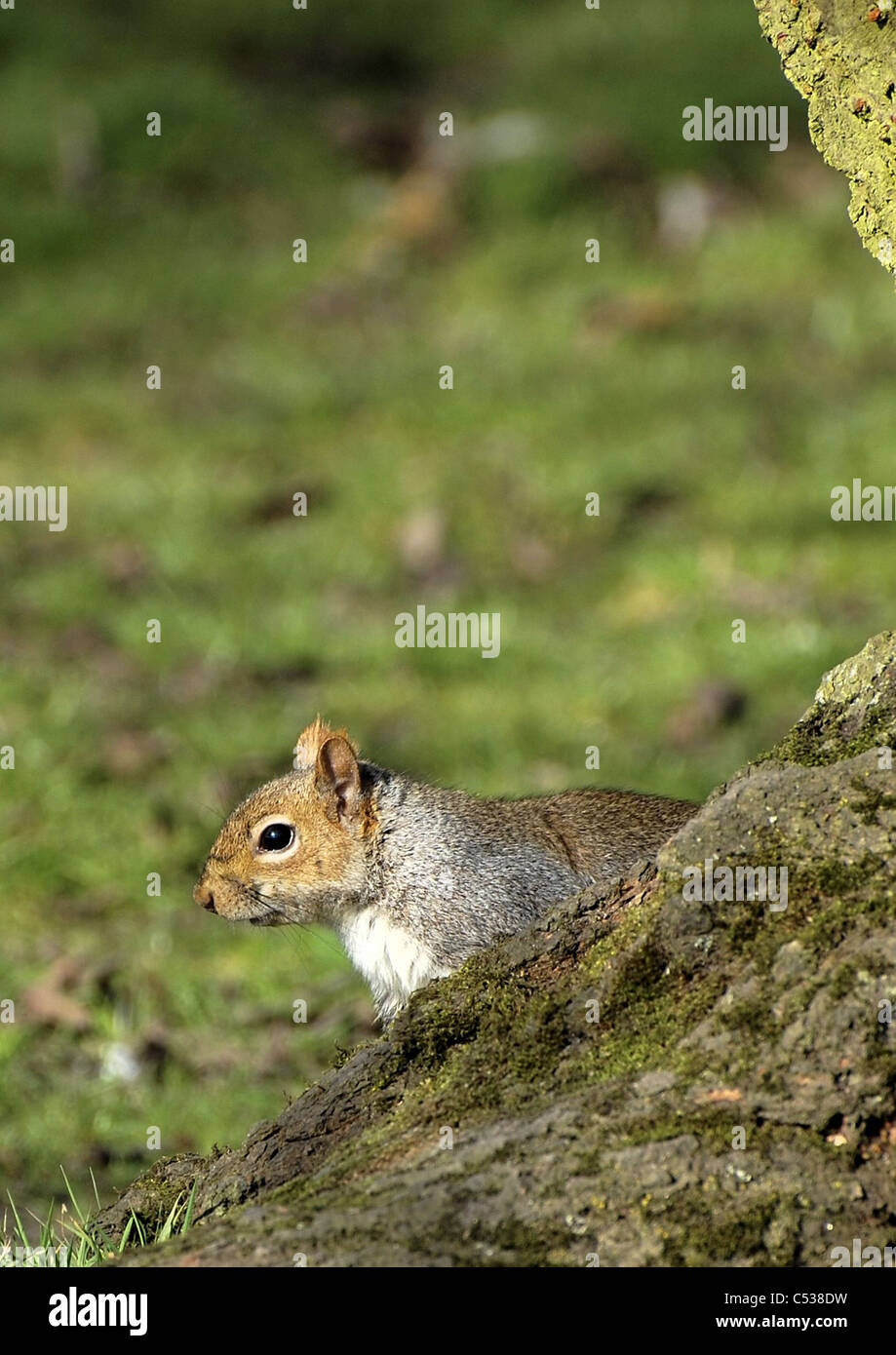 Gray Squirrel at base of tree close up Stock Photo - Alamy