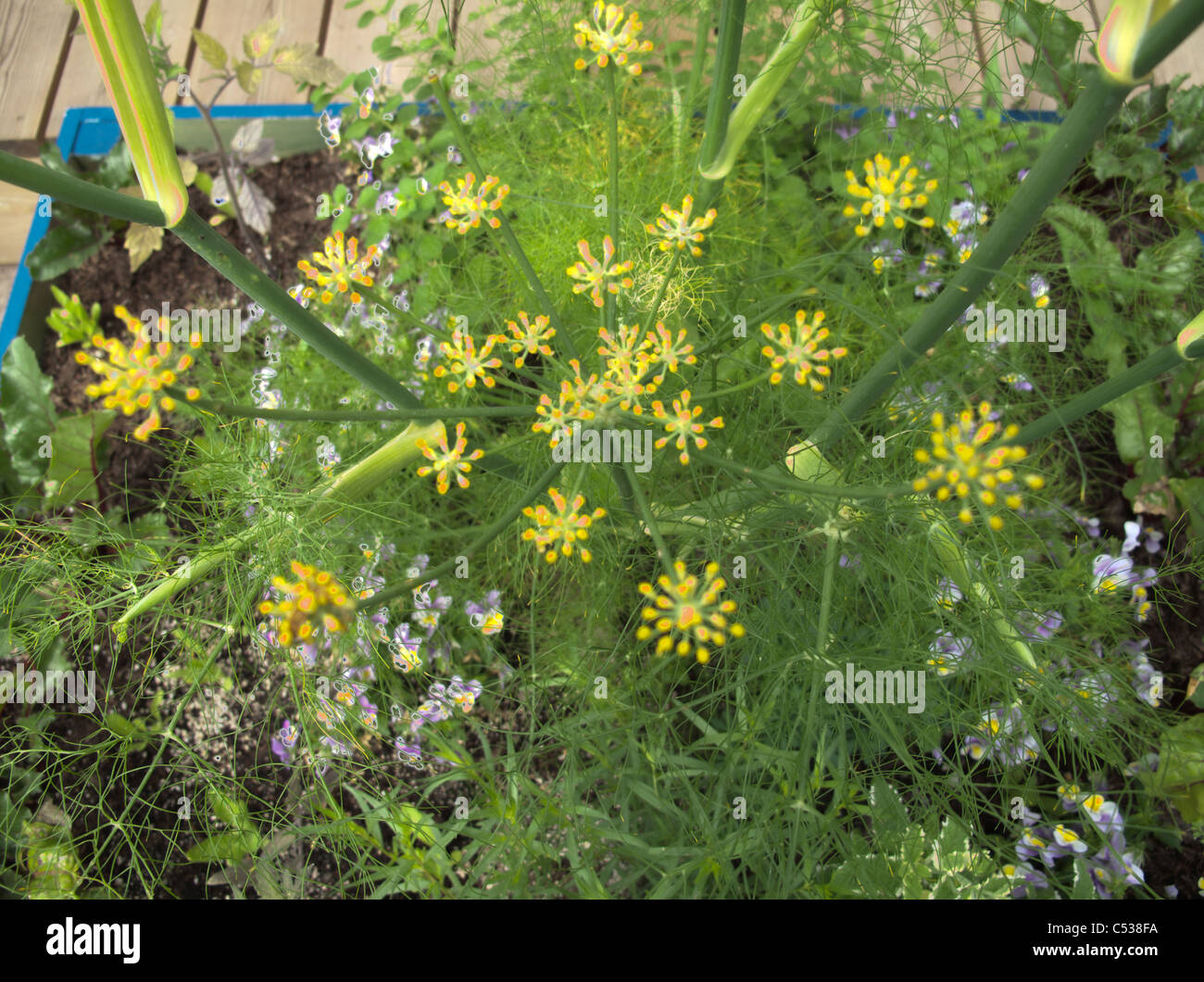 Pretty greenery High Resolution Stock Photography and Images - Alamy