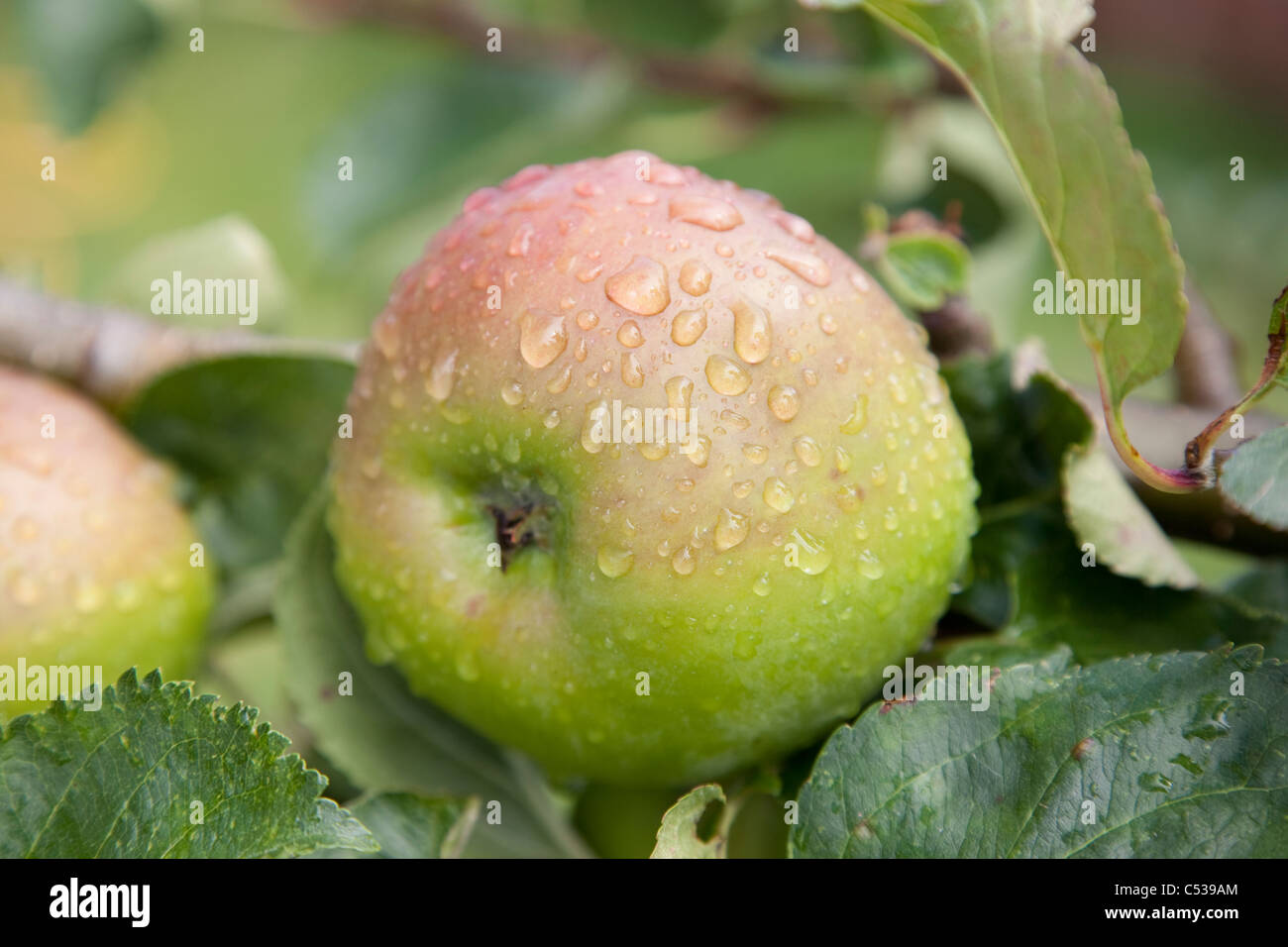 Apple with Rain Drops Stock Photo - Alamy