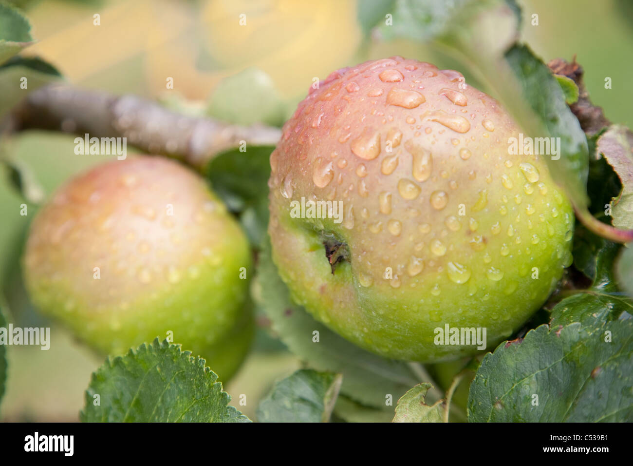 Two apples growing on a tree Stock Photo - Alamy