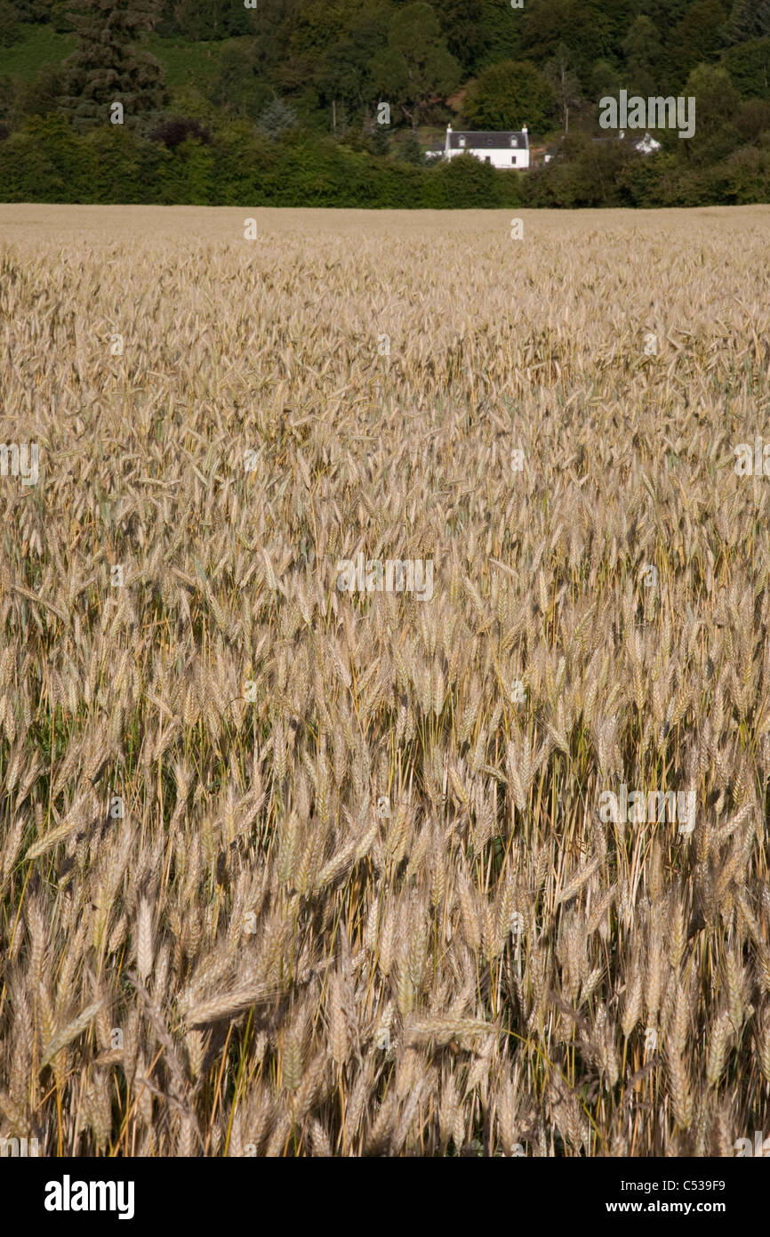 Wheat Field with House in the Background Stock Photo - Alamy