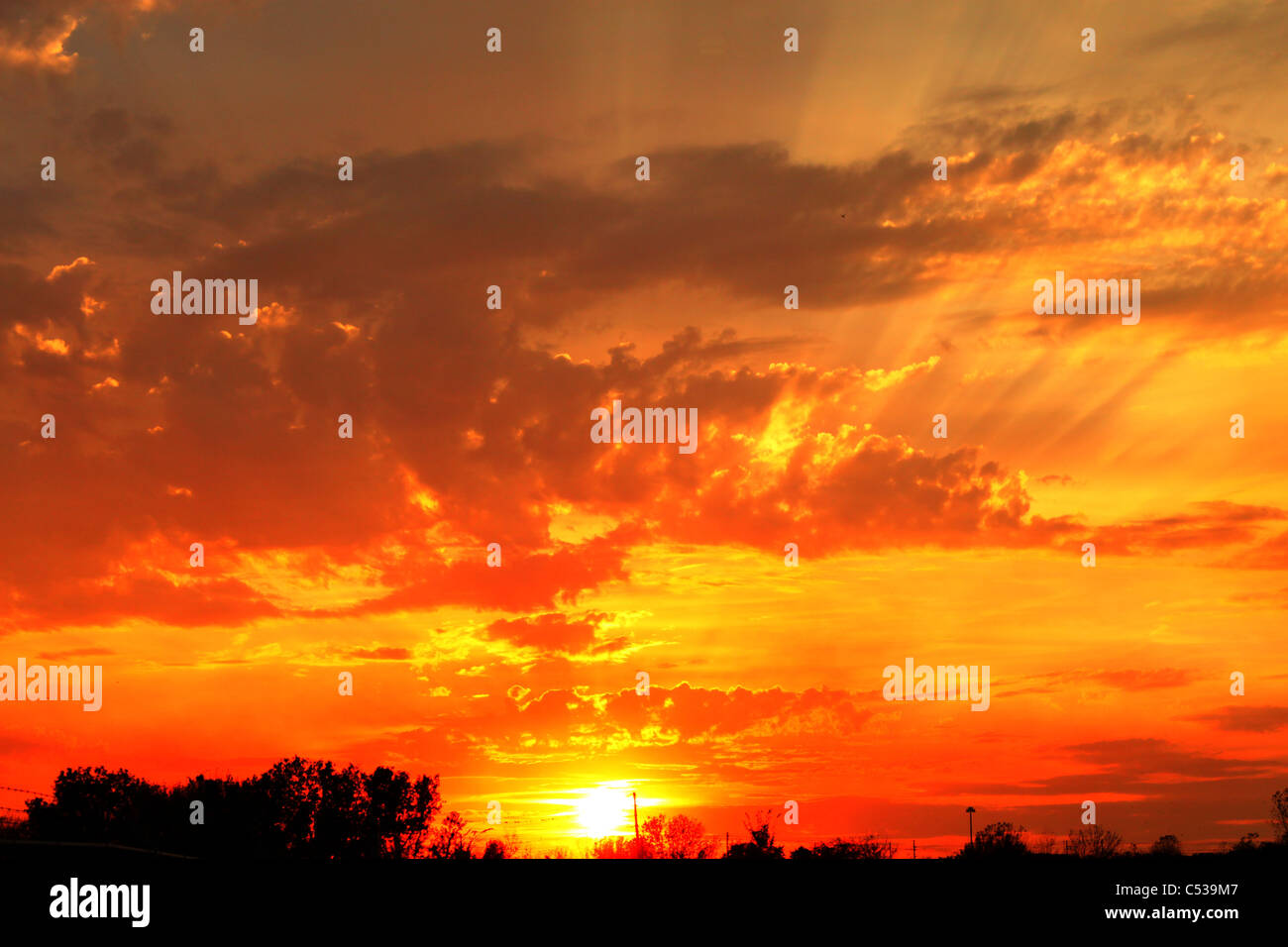 sunset over the trees with golden hue and rays shining through Stock ...