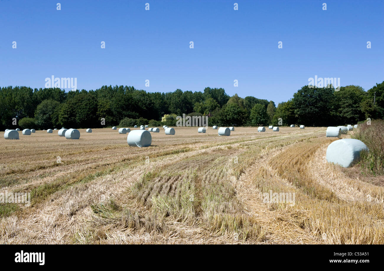 Bales of hay in white plastic after cutting Stock Photo - Alamy