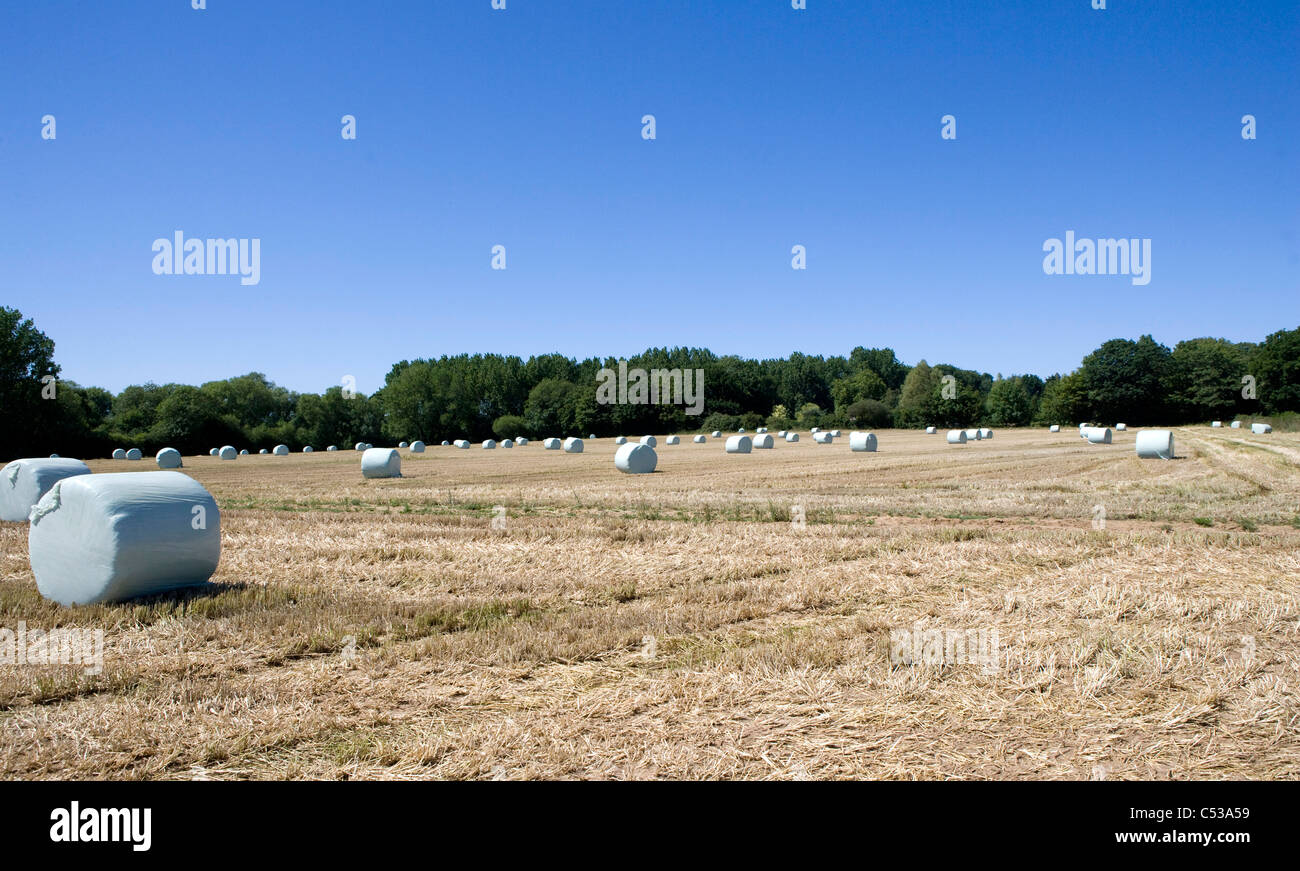 Bales of hay in white plastic after cutting Stock Photo - Alamy