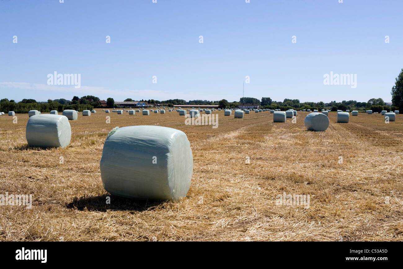 Bales of hay in white plastic after cutting Stock Photo - Alamy