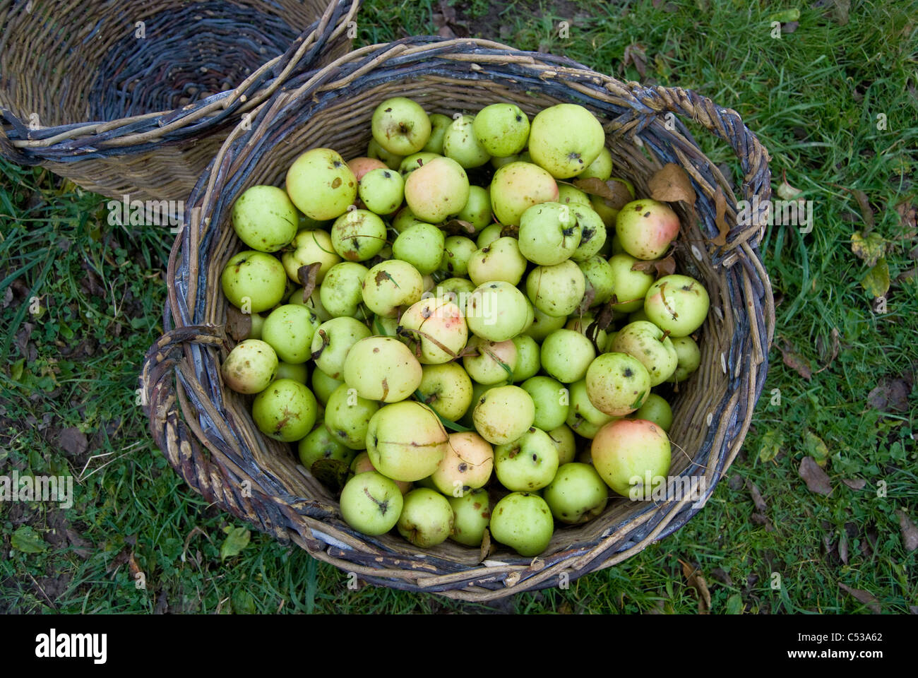 full basket of fresh green apples, good harvest. Big wicker basket with ...