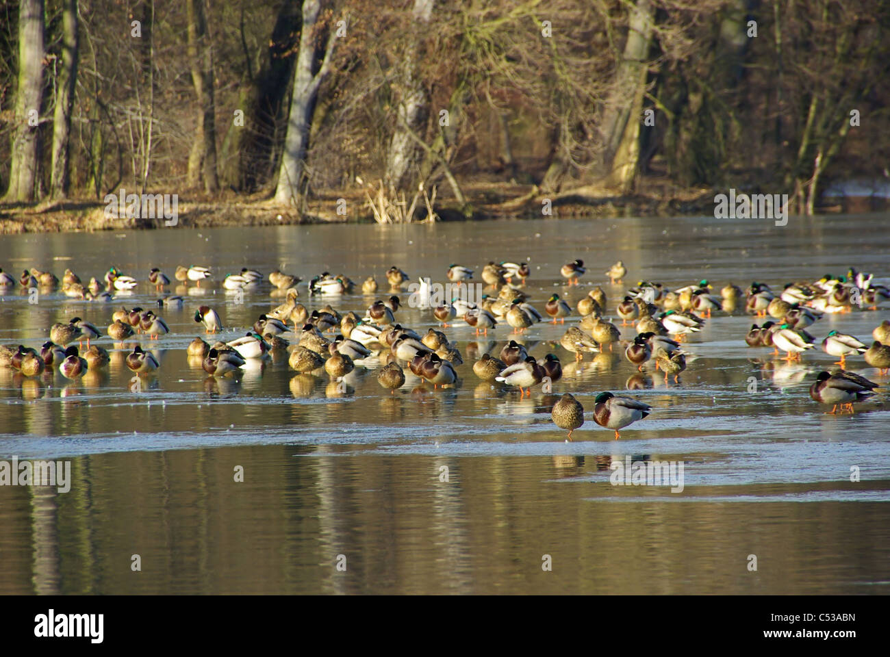 Ente - duck 02 Stock Photo - Alamy