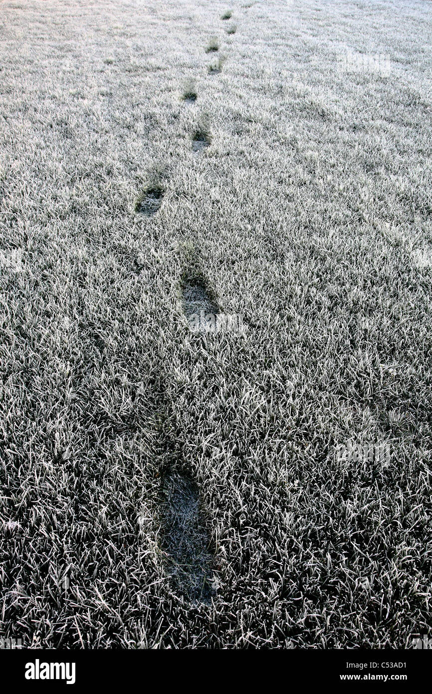 Footsteps on a frosty garden lawn Stock Photo - Alamy