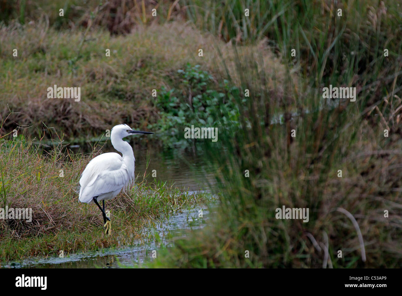 Intaka island bird sanctuary hi-res stock photography and images - Alamy