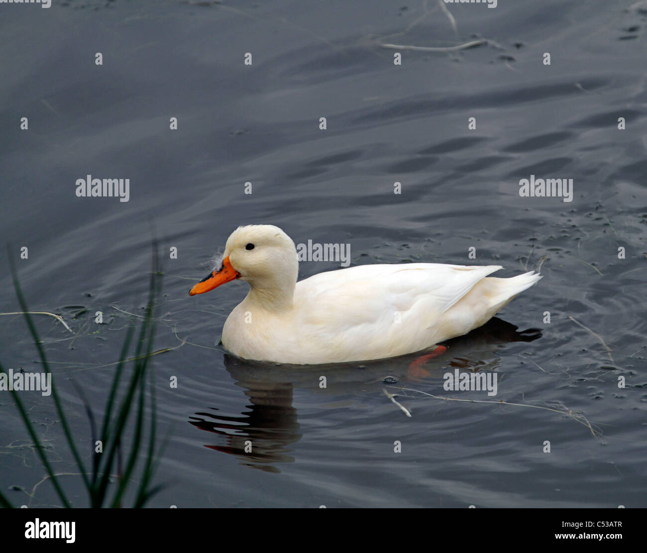 Intaka bird sanctuary hi-res stock photography and images - Alamy