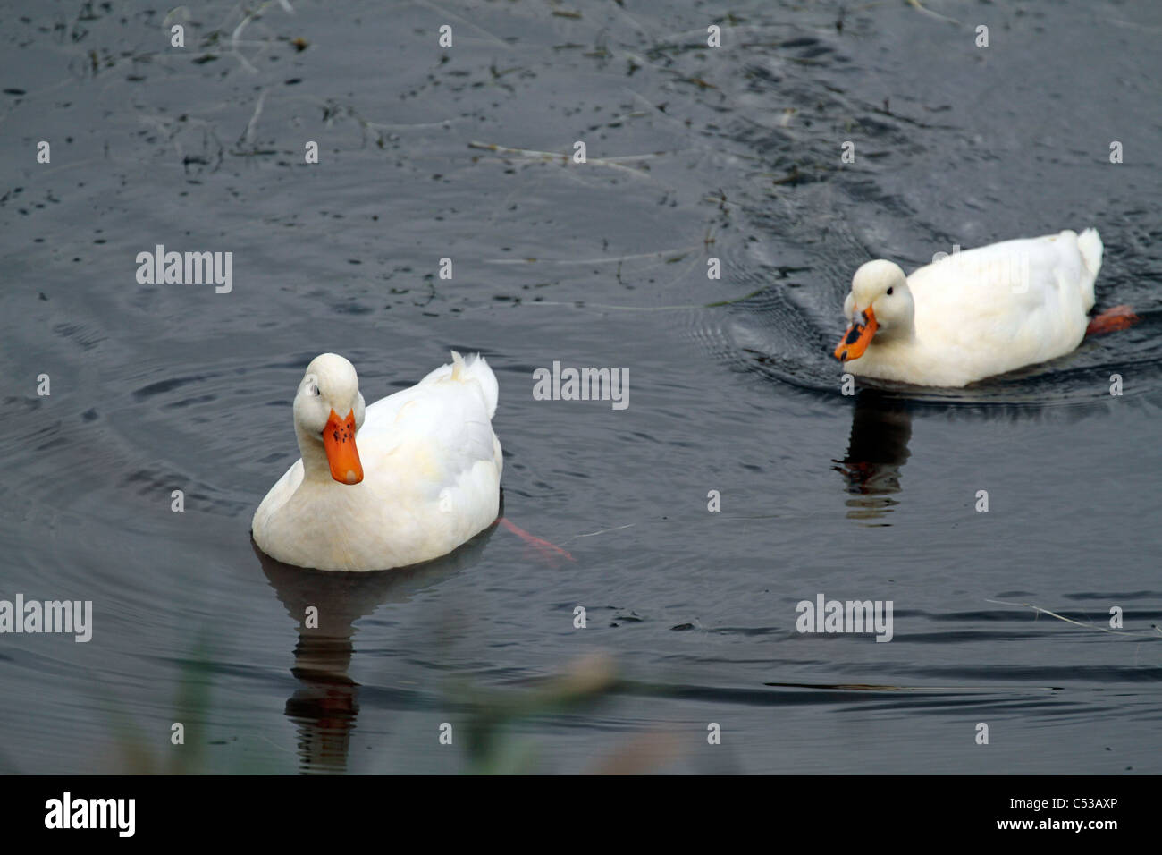 Two white ducks in the water at Intaka Bird Sanctuary near Cape Town ...