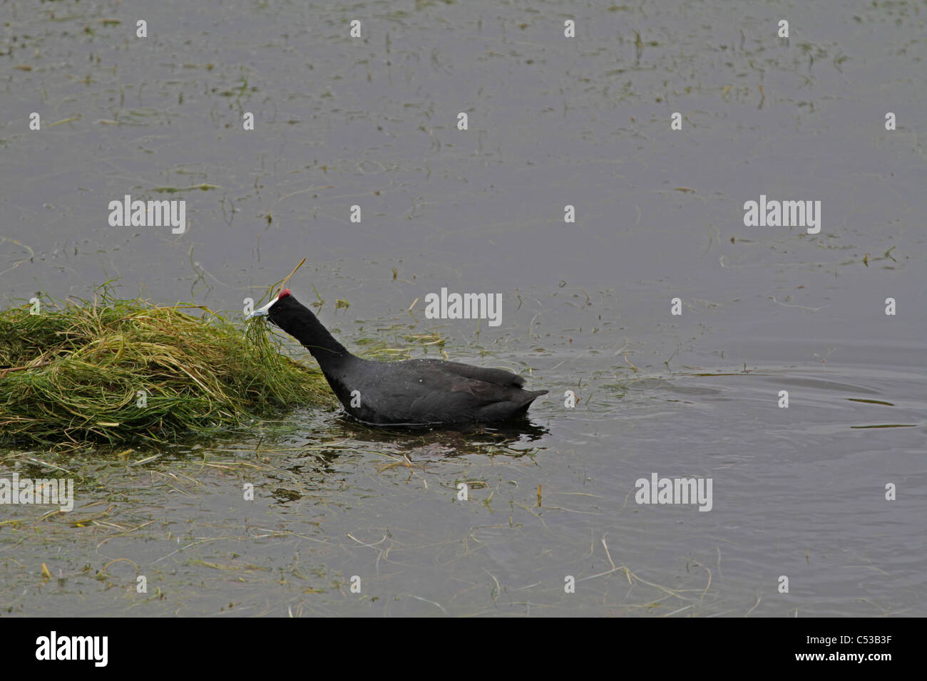 Intaka island bird sanctuary hi-res stock photography and images - Alamy