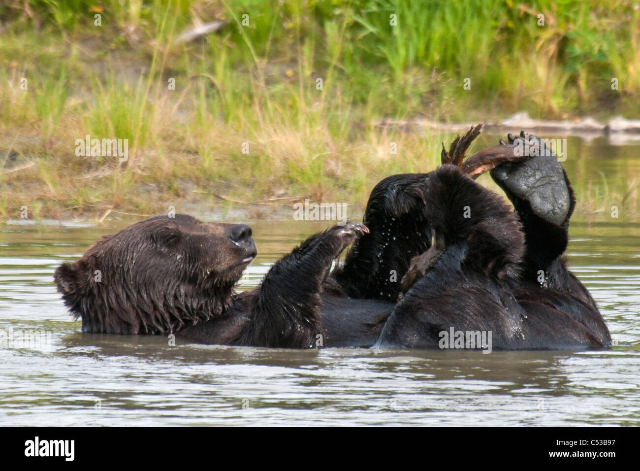 Brown bears play in a pond at the Alaska Wildlife Conservation Center ...