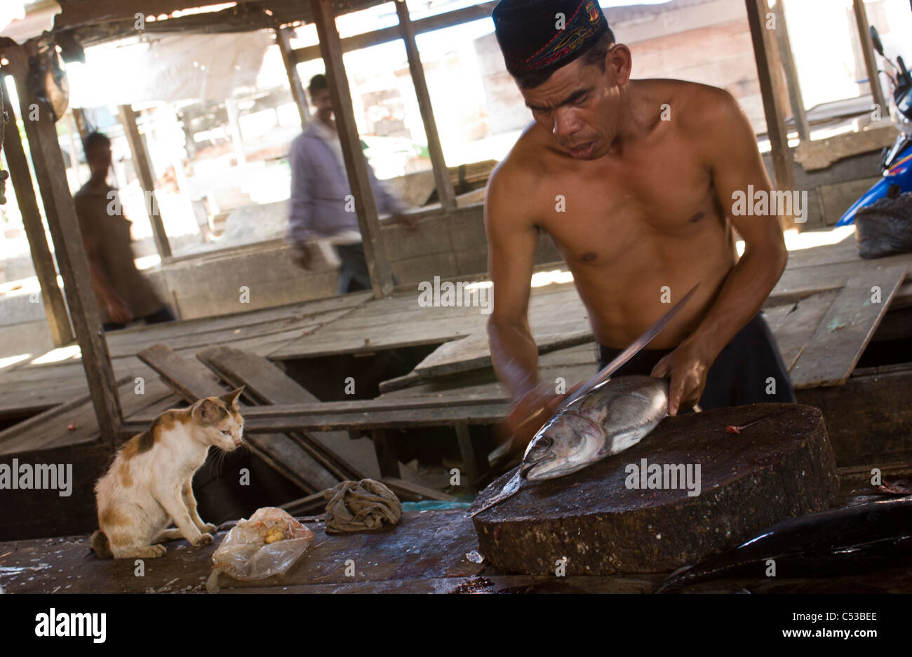 A cat watches a fishmonger filet a fish in a market in Banda Aceh ...